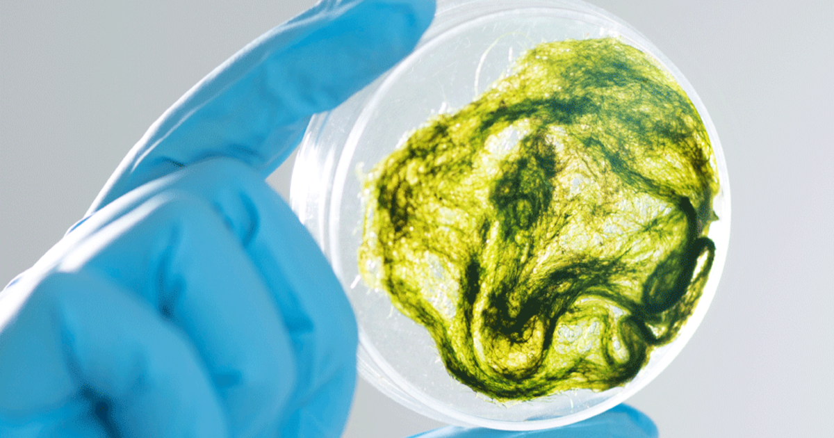 Master of Science (MSc) in Biotechnology - Study Programmes on ...