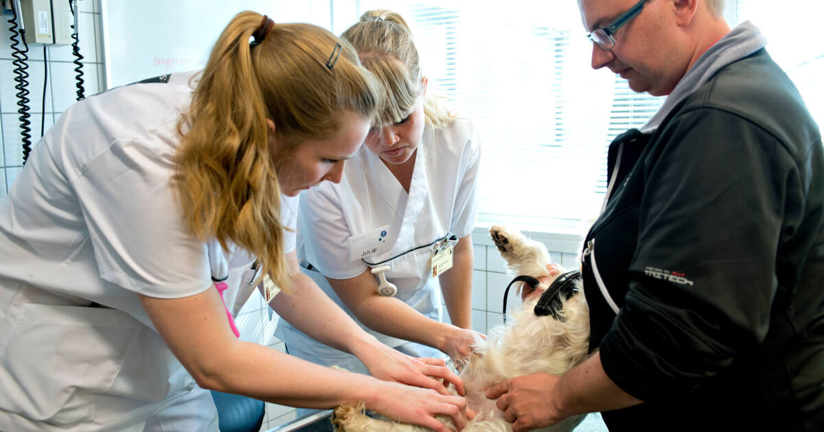 Master of Science (MSc) in Veterinary Sciences - Study Programmes on ...